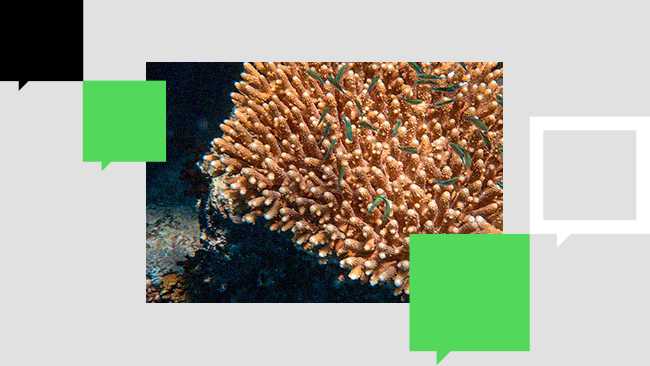 Science-Based Solutions Help Bonaire's Coral Reefs Thrive | The Pew ...