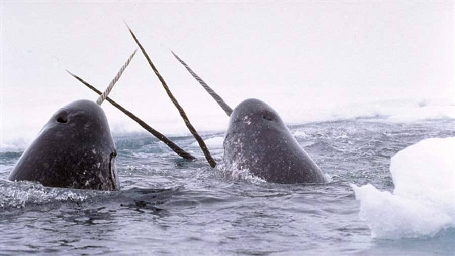 narwhal migration patterns