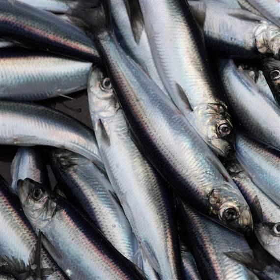 atlantic herring predators