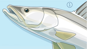 Protecting Florida’s Forage Fish | The Pew Charitable Trusts