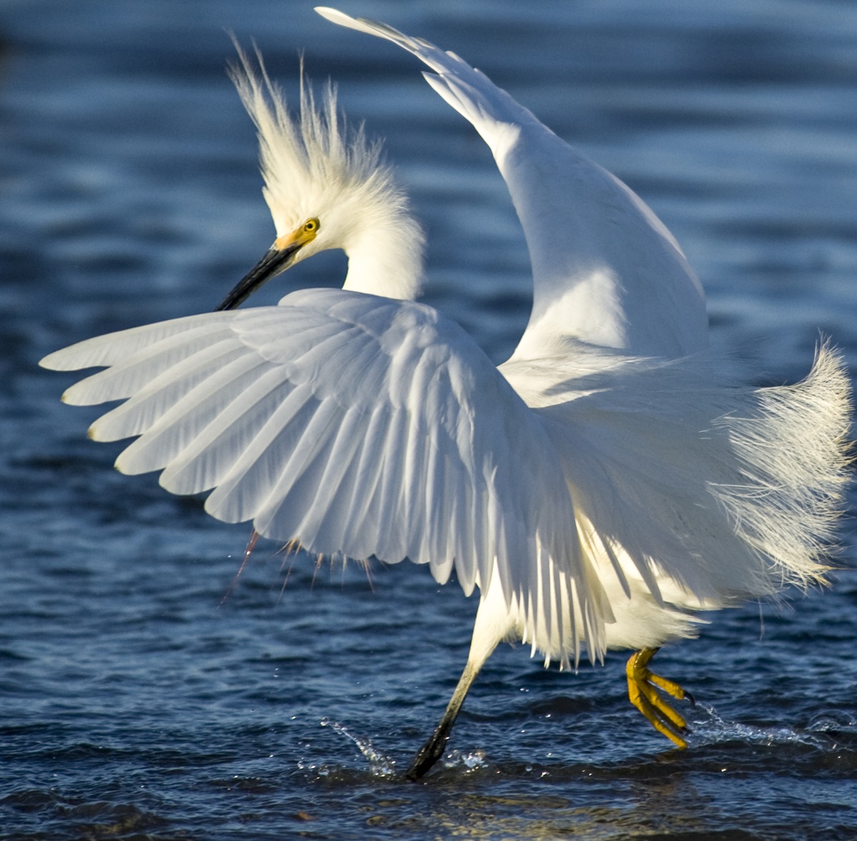 Photos Show Wildlife That Relies on Delaware Bay Shore and Watersheds ...