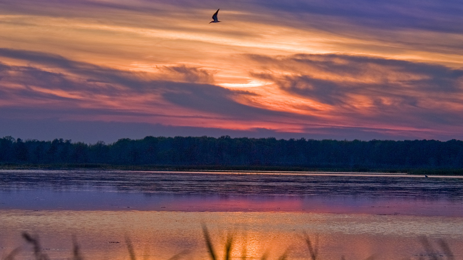 Photos Show Wildlife That Relies on Delaware Bay Shore and Watersheds ...