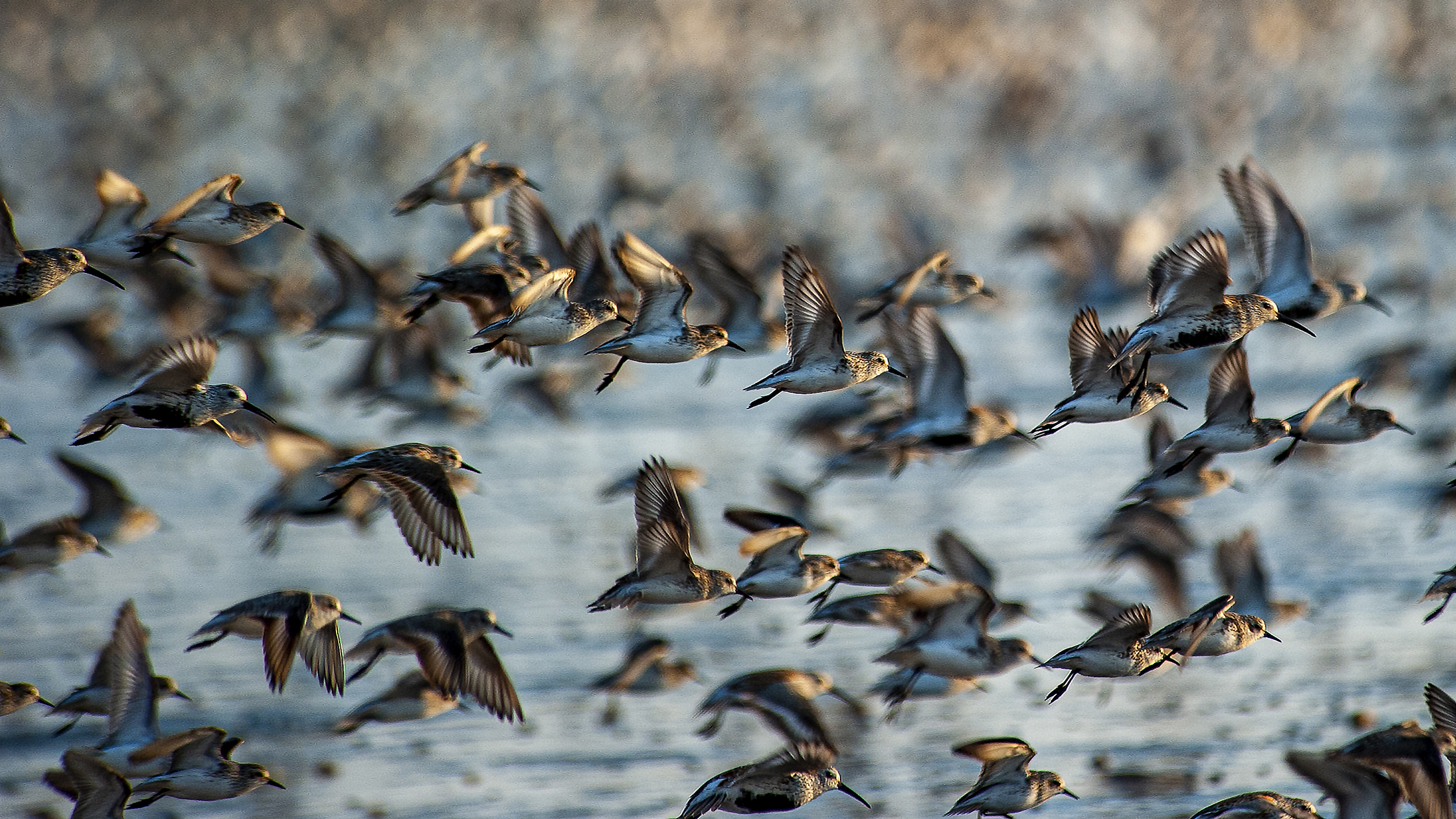 Photos Show Wildlife That Relies on Delaware Bay Shore and Watersheds ...