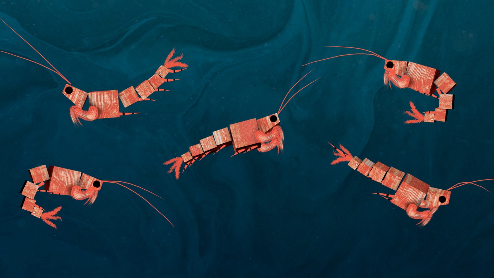 First World Krill Day Celebrates Key to Southern Ocean Food Web | The ...