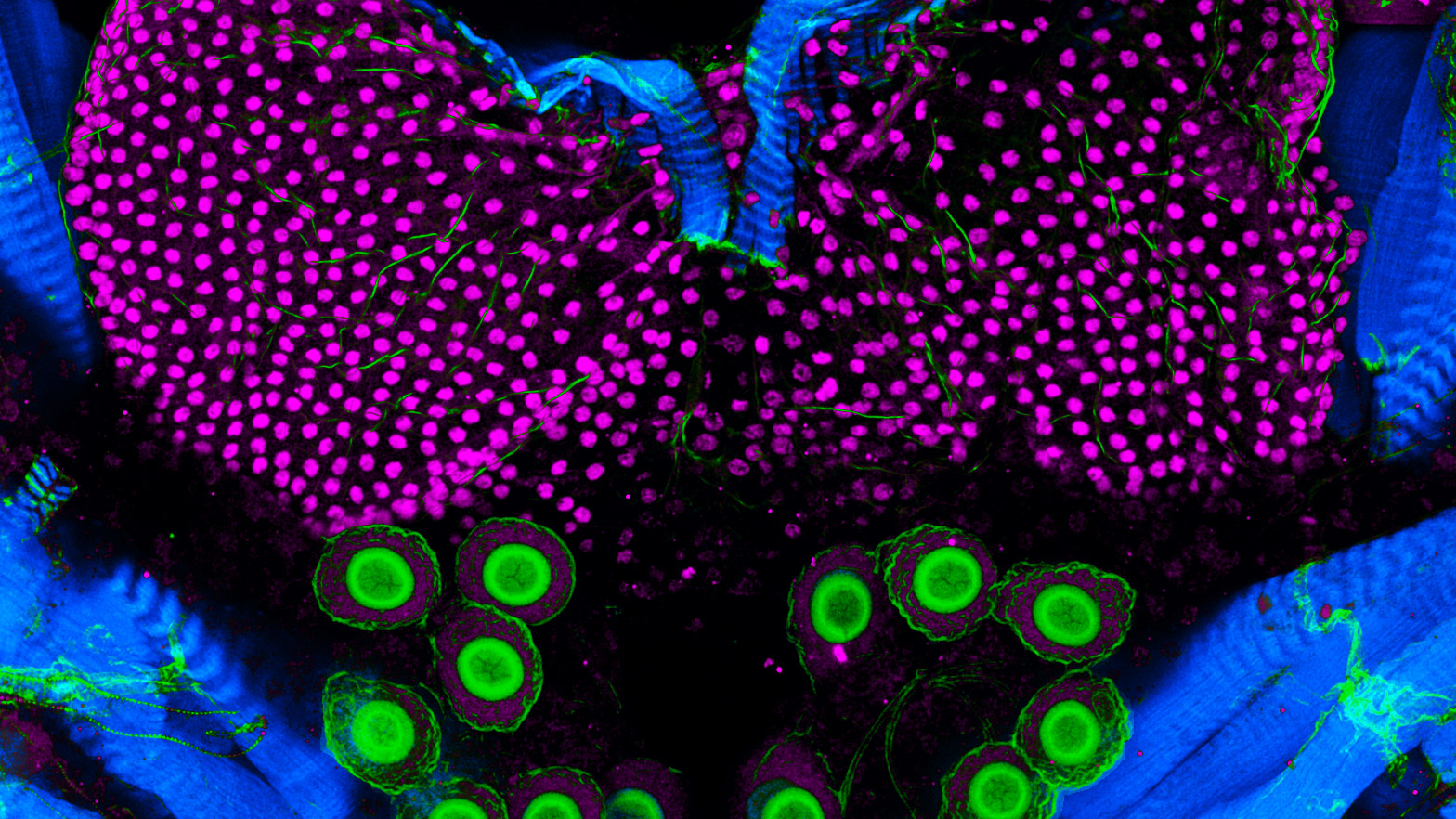 What's Under the Microscope? | The Pew Charitable Trusts