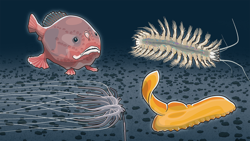 Nations Discuss Deep-Seabed Mining in International Waters Amid Growing ...