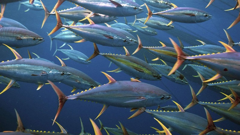 Harmonizing Tuna RFMO Electronic Monitoring Standards | The Pew ...