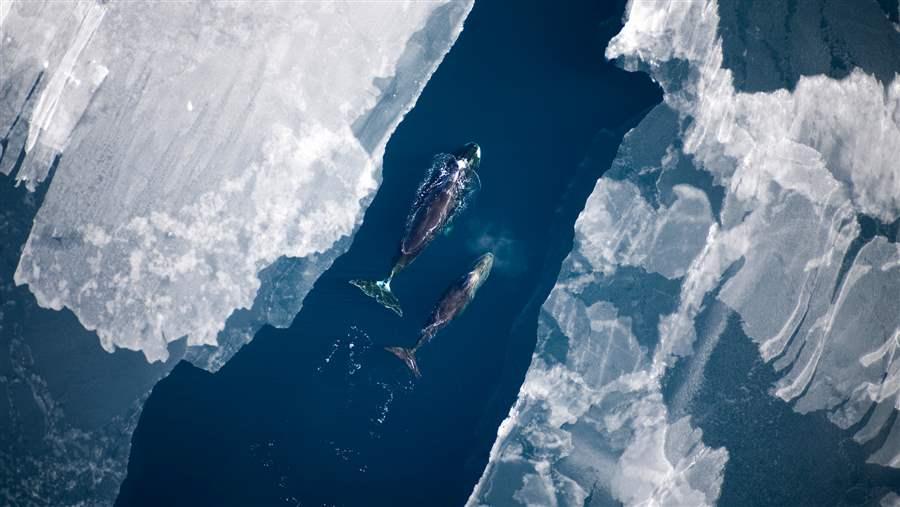 Protecting Life in the Arctic - U.S. | The Pew Charitable Trusts