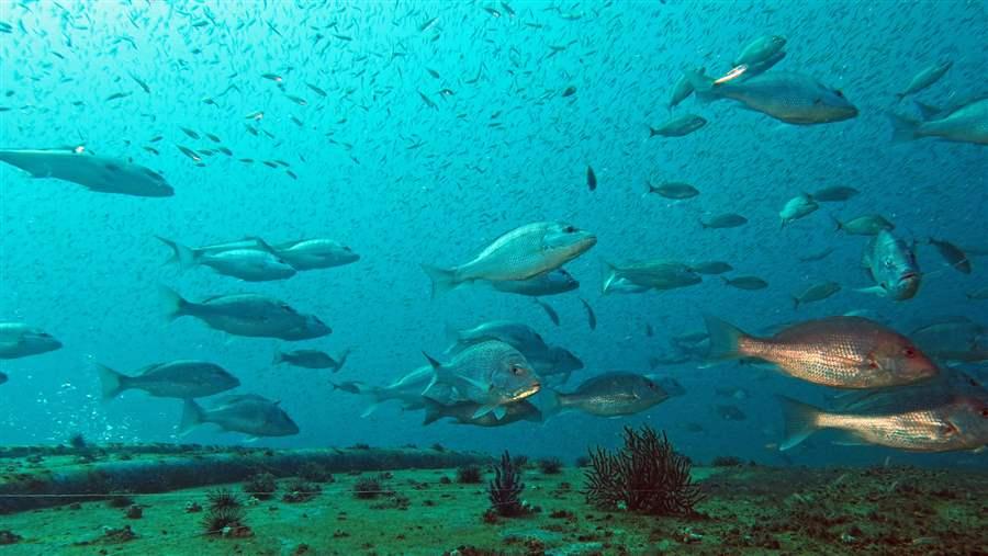 Gulf of Mexico Ocean Conservation | The Pew Charitable Trusts