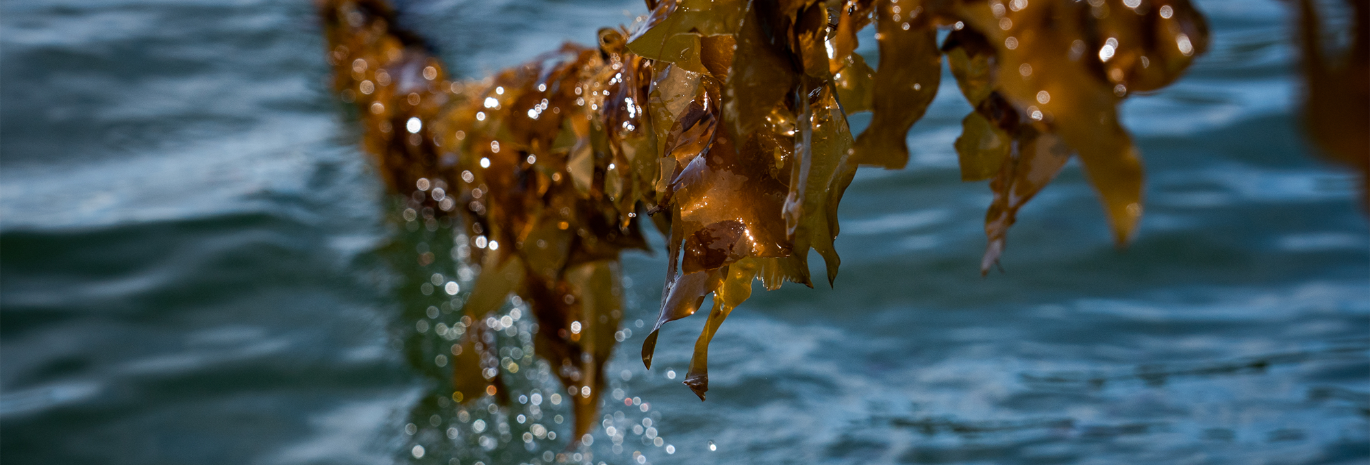 Seaweed Farming | The Pew Charitable Trusts
