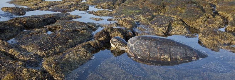 Conserving Marine Life in the United States | The Pew Charitable Trusts