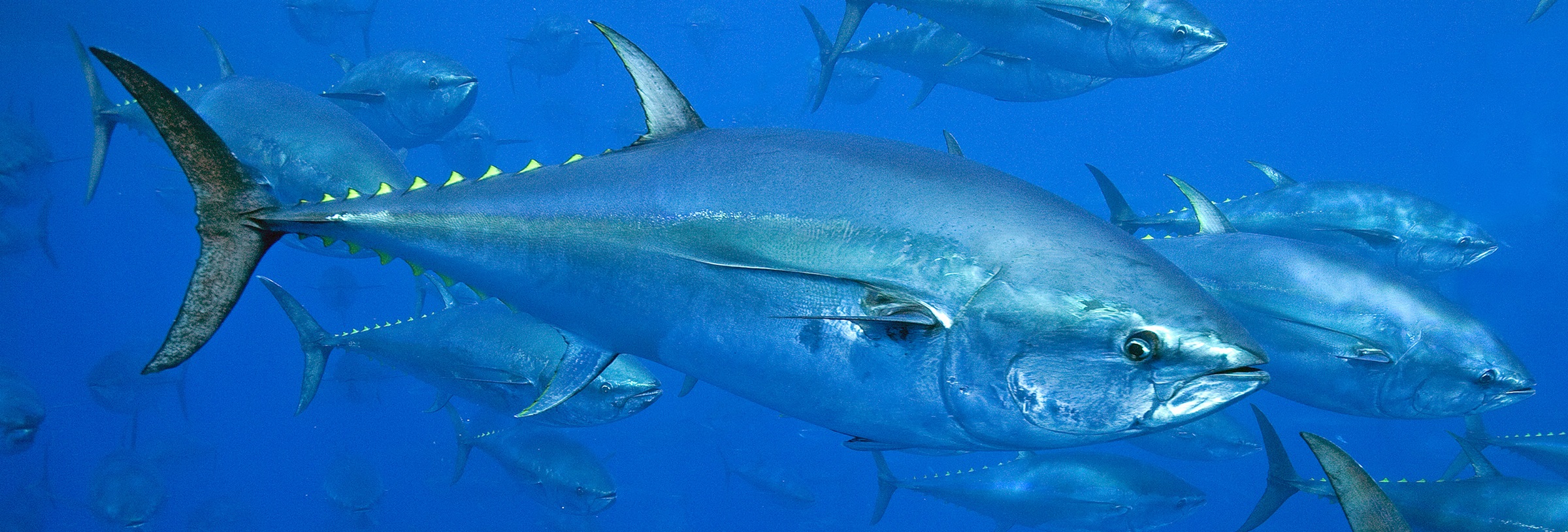 Global Tuna Conservation | The Pew Charitable Trusts