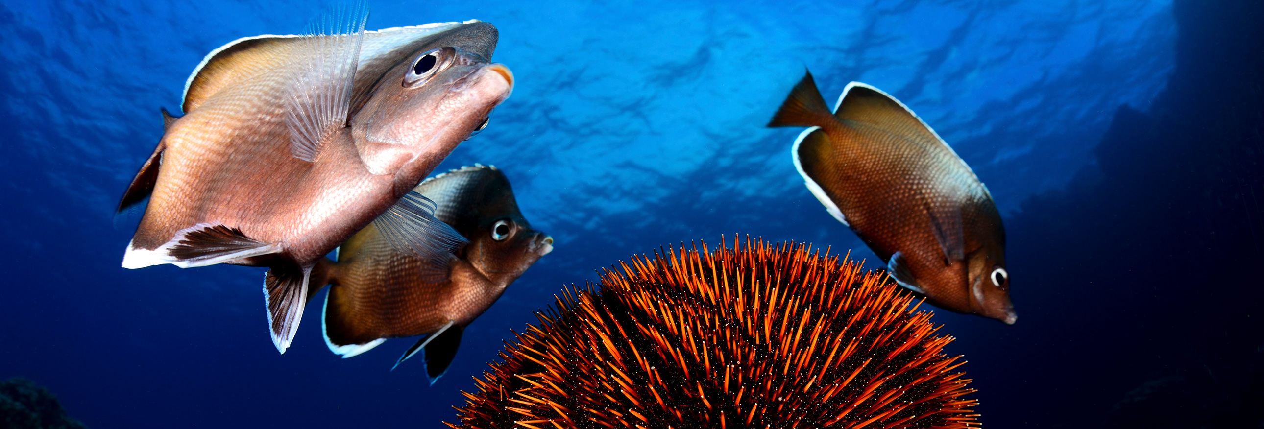 Global Ocean Legacy | The Pew Charitable Trusts