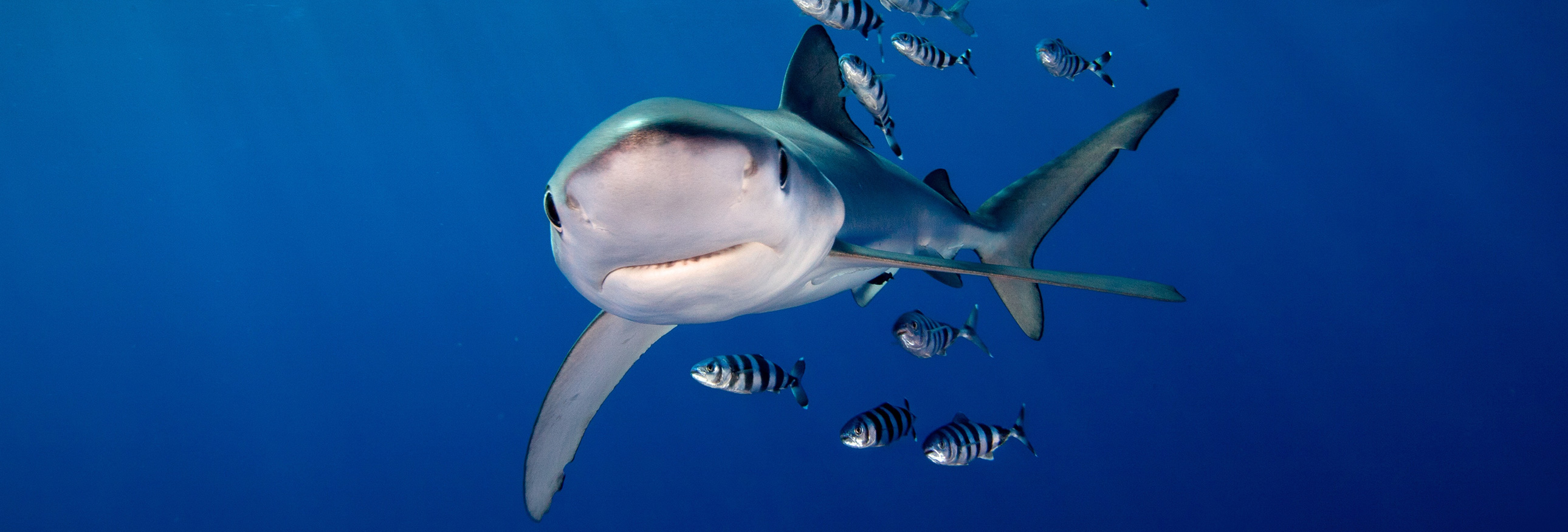 Shark Alliance | The Pew Charitable Trusts