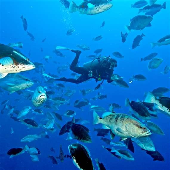 Caribbean Treasures | The Pew Charitable Trusts