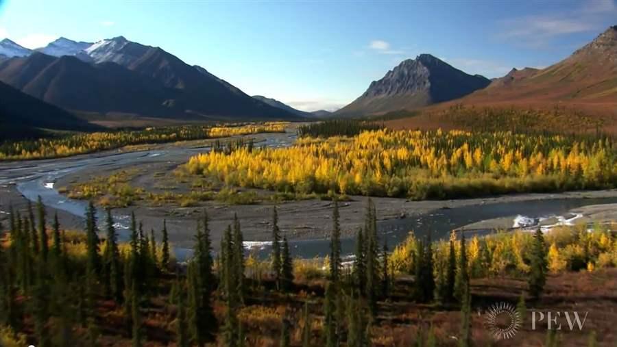5 Reasons the Boreal Forest Is Important to Migratory Birds | The Pew ...