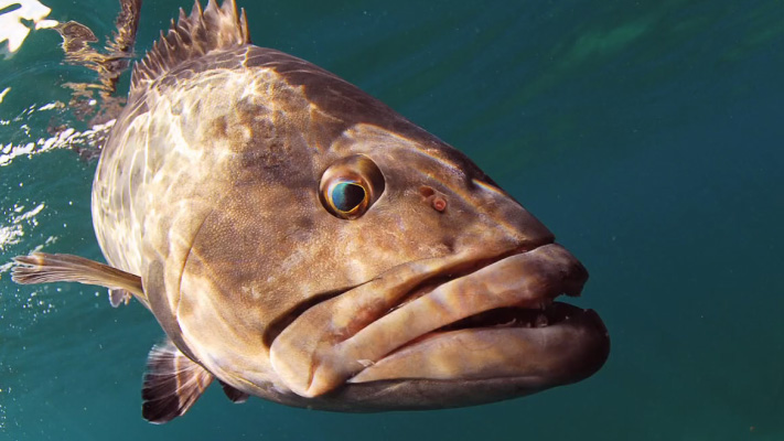 Southeast Fishermen Speak Out: Protect our Fish | The Pew Charitable Trusts