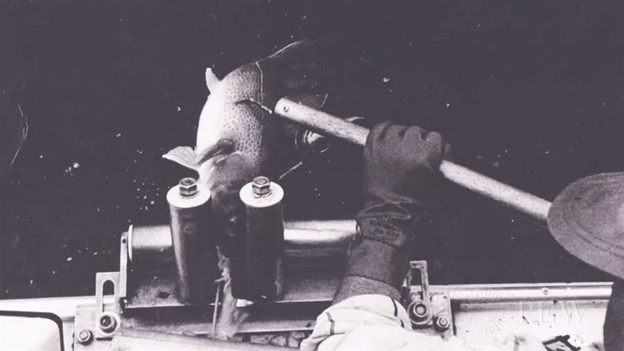 Cod: The Fish that Made New England | The Pew Charitable Trusts