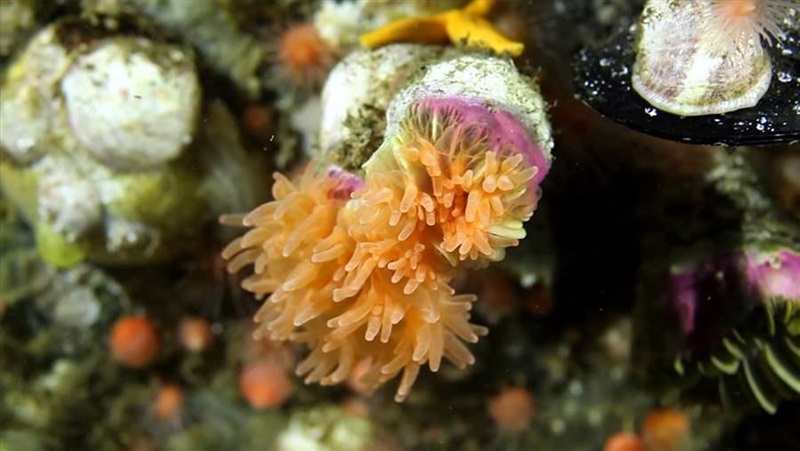 Tiny Fish Endure Big Collapses—How We Can Help | The Pew Charitable Trusts