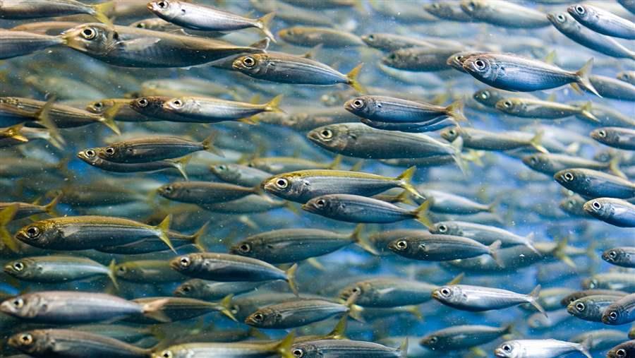 Protecting Florida’s Forage Fish | The Pew Charitable Trusts