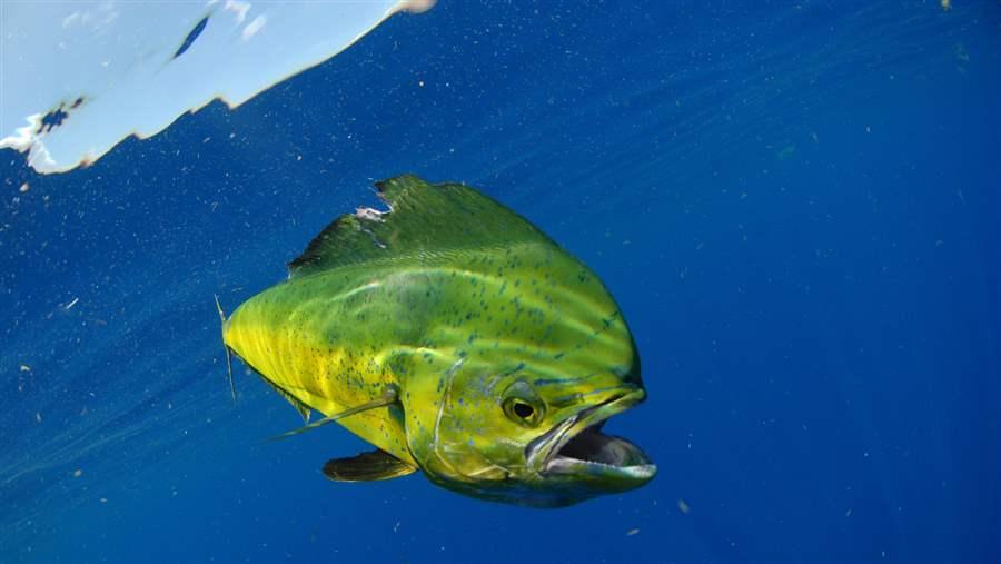 Protections Approved for Dozens of South Atlantic Fish Species | The ...