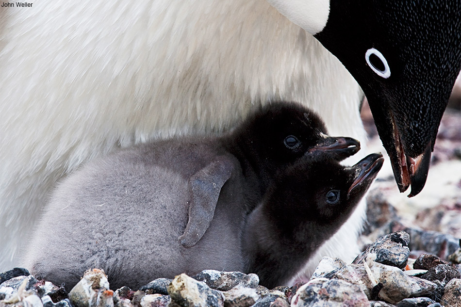 The Ross Sea Through the Lens of John Weller | The Pew Charitable Trusts