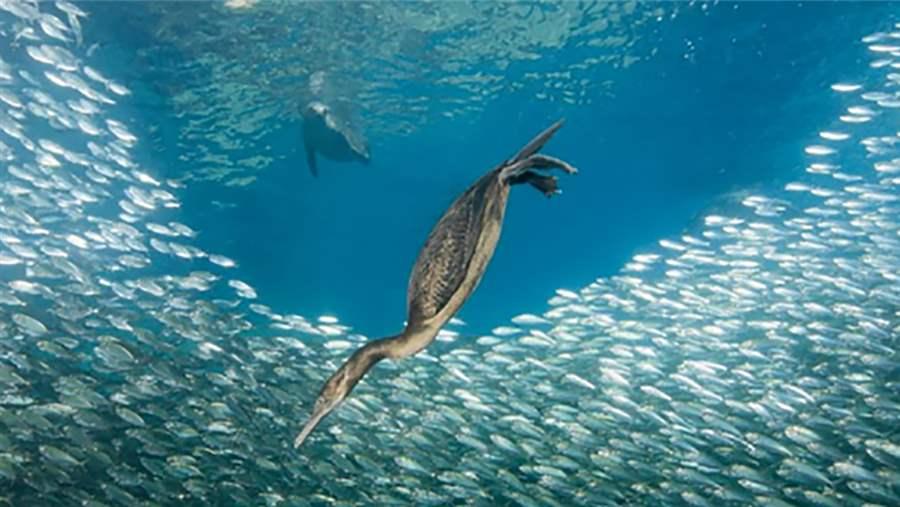 Pacific Fish Conservation Campaign: FAQs | The Pew Charitable Trusts