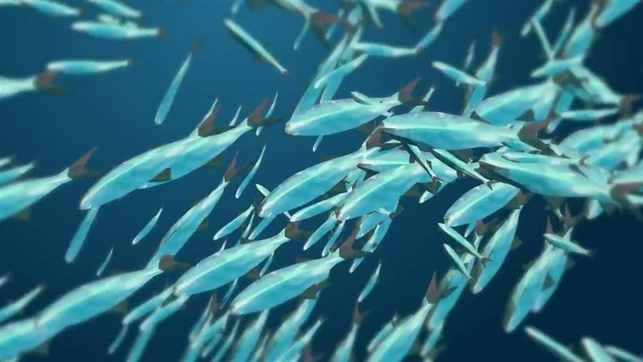 Forage Fish: Little Fish With a Big Impact | The Pew Charitable Trusts
