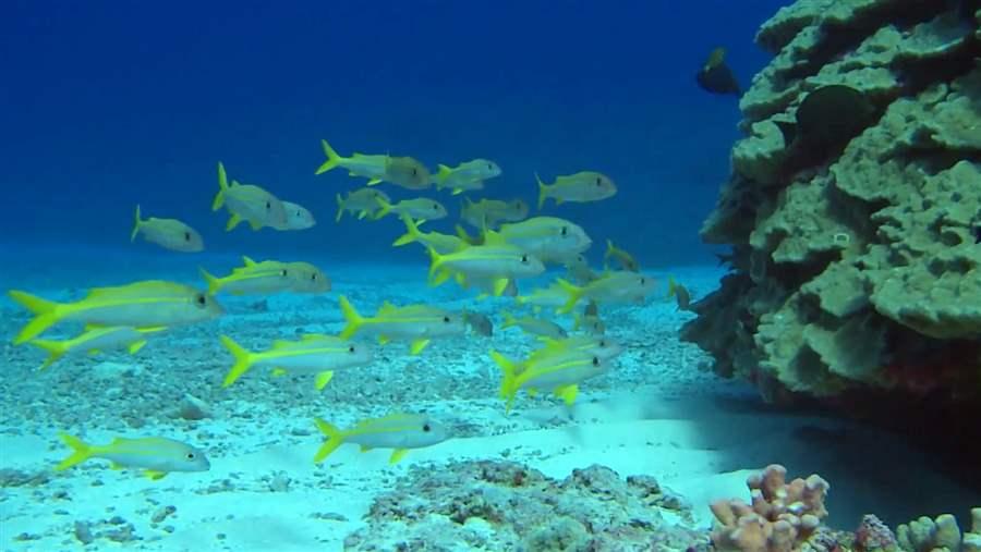 Bermuda's Legacy | The Pew Charitable Trusts
