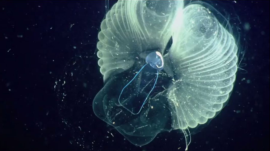 Deep Trouble for the Deep Sea | The Pew Charitable Trusts