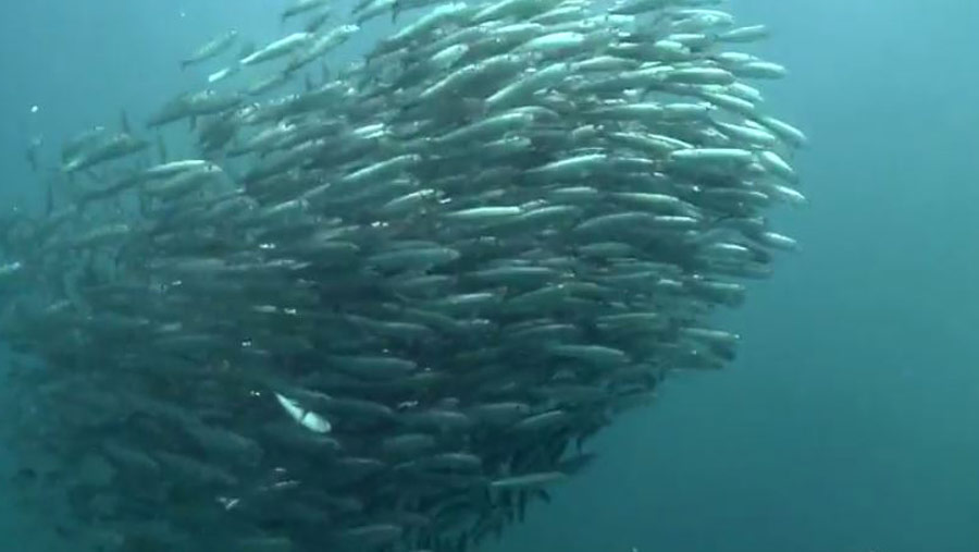 Little Forage Fish Make a Big Difference on the Pacific Coast | The Pew ...