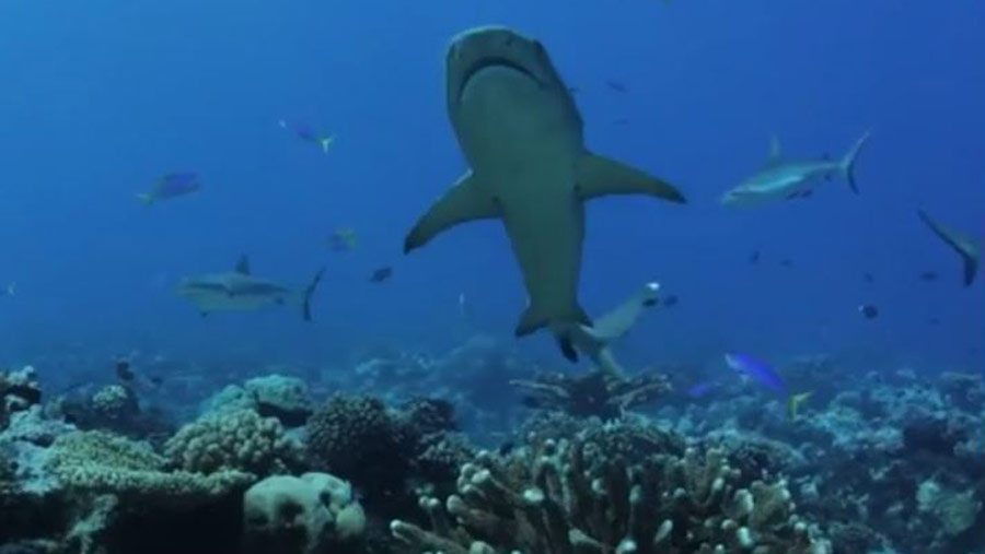 Marshall Islands: The World's Largest Shark Sanctuary | The Pew ...