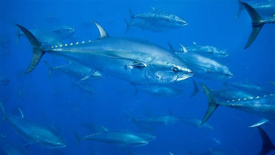Banner Day for Bluefin | The Pew Charitable Trusts