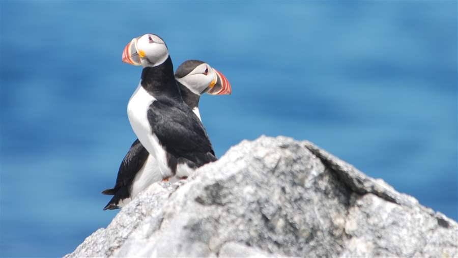 Helping Puffins in Warming Waters | The Pew Charitable Trusts