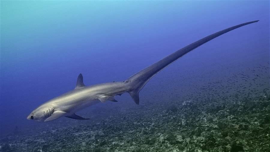Test Your Shark Smarts | The Pew Charitable Trusts