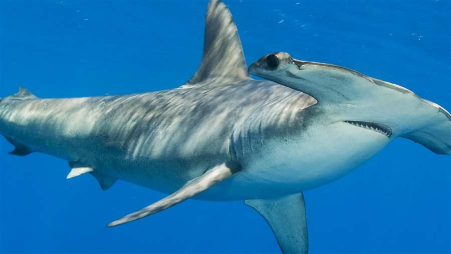 Shark Week Provides Opportunity to Highlight Sharks’ Virtues | The Pew ...