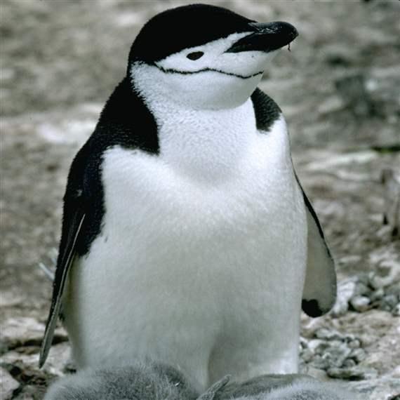 chinstrap penguin