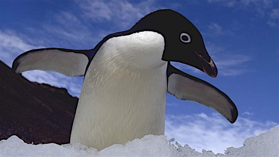 Protecting Adélie Penguins | The Pew Charitable Trusts