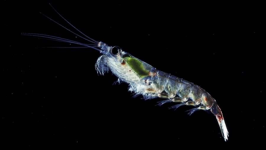First World Krill Day Celebrates Key to Southern Ocean Food Web | The ...