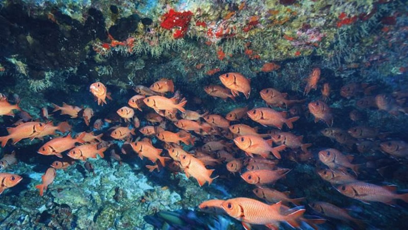 Map of the Austral Islands | The Pew Charitable Trusts