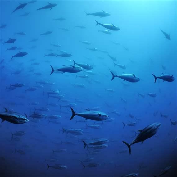 Protecting Bluefin's Recovery in the Eastern Atlantic and Mediterranean ...