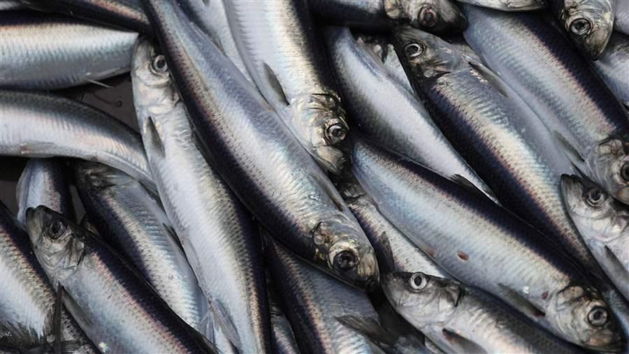 FAQ: What is a Regional Fishery Management Organization? | The Pew ...