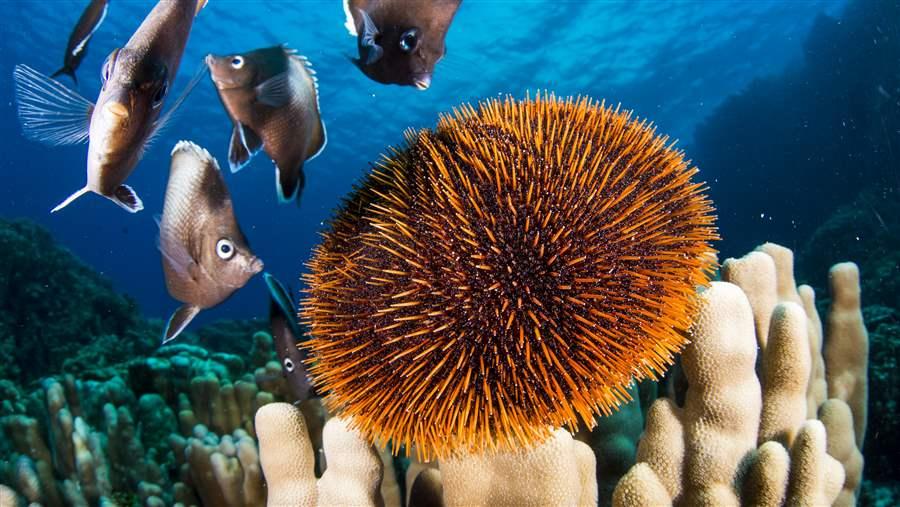 Pacific Connections | The Pew Charitable Trusts