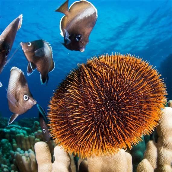 pacific ocean eccles