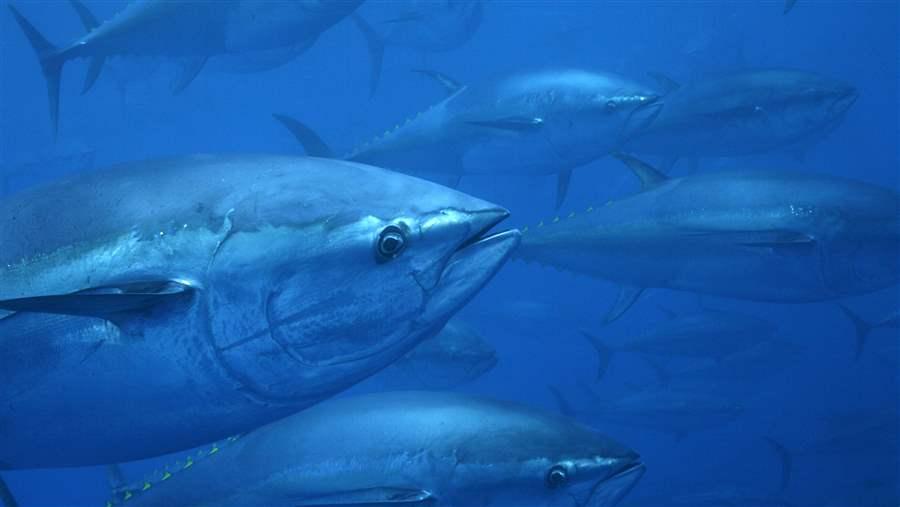 Protecting Bluefin's Recovery in the Eastern Atlantic and Mediterranean ...
