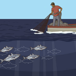 Scientists Find That 30% of Global Fish Catch Is Unreported | The Pew ...