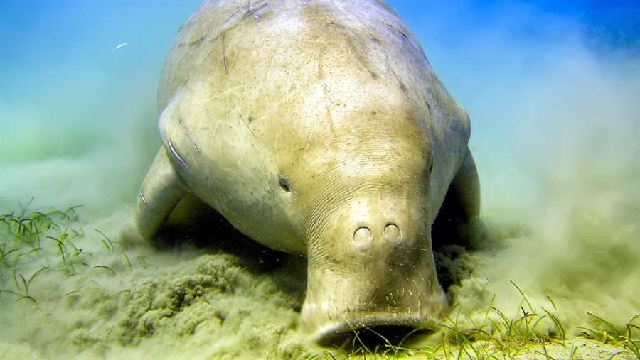 In Malaysia, Science Is Key to Dugong's Recovery—and Survival | The Pew ...