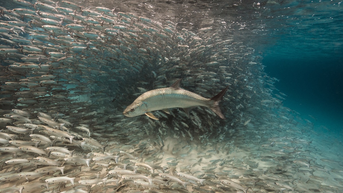 A Glimpse Into the Underwater Web of Life | The Pew Charitable Trusts
