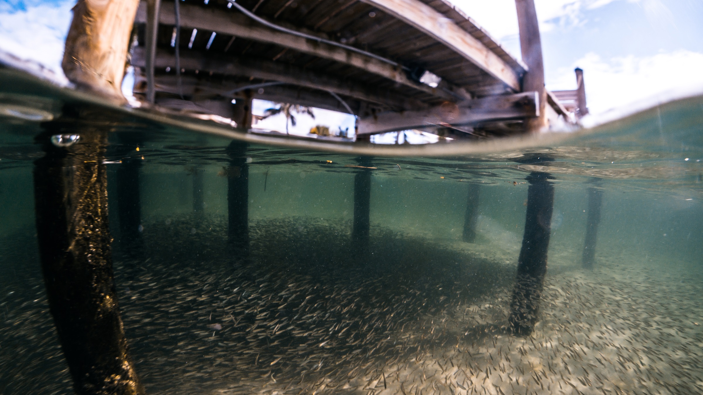 A Glimpse Into the Underwater Web of Life | The Pew Charitable Trusts