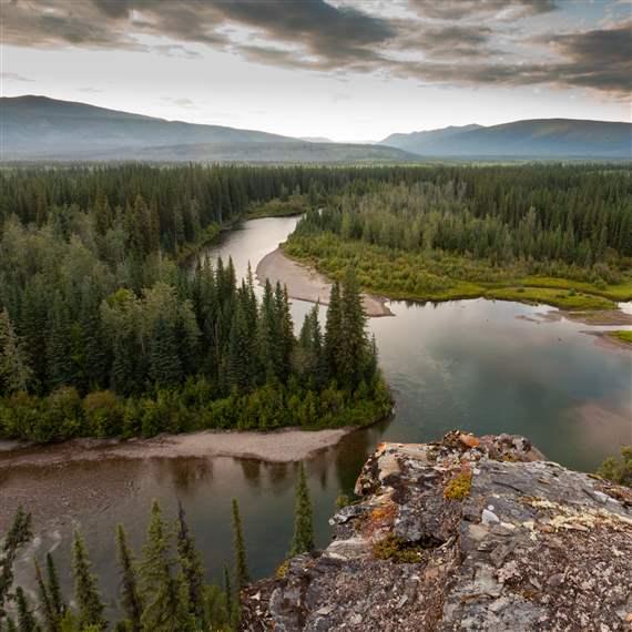 boreal forest platform